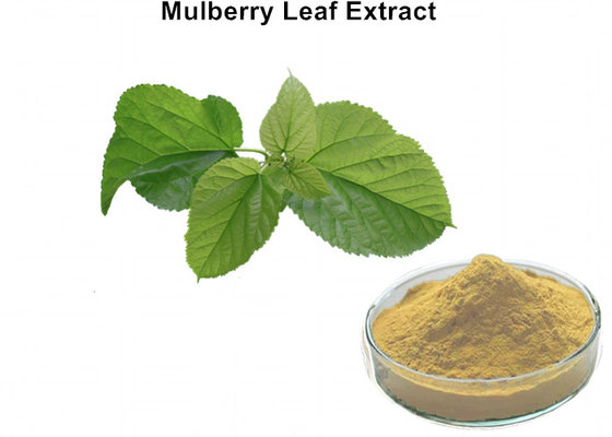 White Mulberry Leaf Extract Powder , Organic Mulberry Leaf Extract Weight Loss