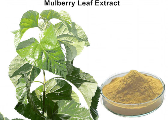 White Mulberry Leaf Extract Powder , Organic Mulberry Leaf Extract Weight Loss