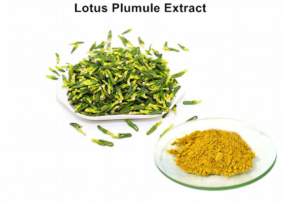 Lotus Plumule Natural Plant Extracts 0.6% Liensinine Lowering Blood Pressure