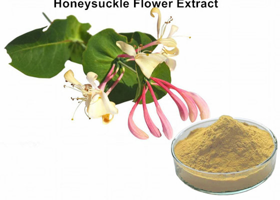 Honeysuckle Flower Plant Extract Powder With 5% Chlorogenic Acid Antibacterial Anti - Inflammatory