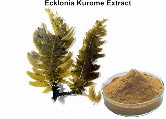 High Standard Plant Polysaccharides Ecklonia Cava Extract Powder UV Anticoagulation
