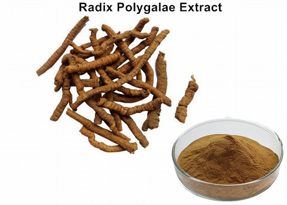 Radix Polygalae Natural Plant Extracts With 8% Total Saponins Anti - Depression