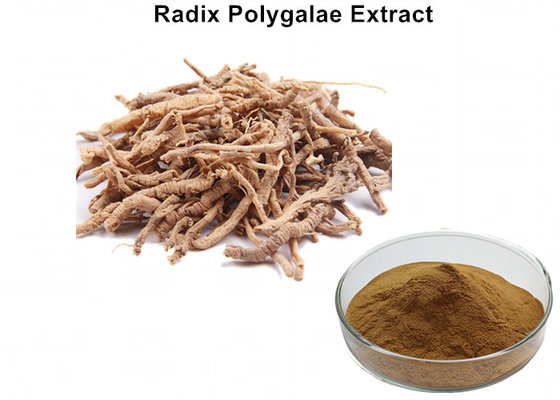 Radix Polygalae Natural Plant Extracts With 8% Total Saponins Anti - Depression
