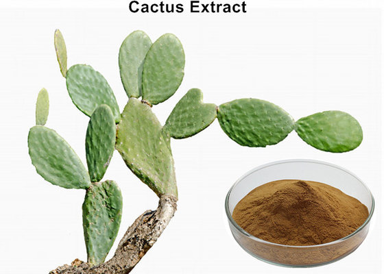 Weight Loss Prickly Pear Cactus Extract Powder , Leaf And Stem Herbal Extraction Plant