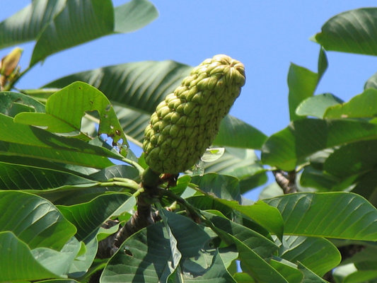 Magnolia Officinalis Extract 2% - 98% Powder Honokiol HPLC anti-bacteria