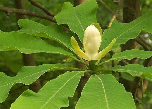 Magnolia Officinalis Extract 2% - 98% Powder Honokiol HPLC anti-bacteria