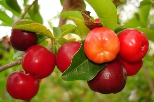 Acerola Cherry Extract Powder , Acerola Fruit Extract Scavenging Free Radicals Whitening