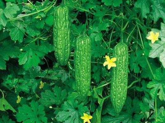 Bitter MelonPlant Extract Powder With 4% Charantin Reducing Blood Sugar No Side Effect
