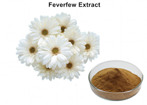 Feverfew Plant Extract Powder 0.3% - 0.8% Parthenolide Curing Fever Anti - Tumor