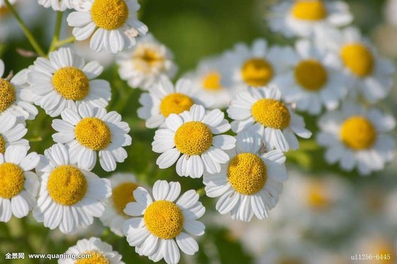 Feverfew Plant Extract Powder 0.3% - 0.8% Parthenolide Curing Fever Anti - Tumor