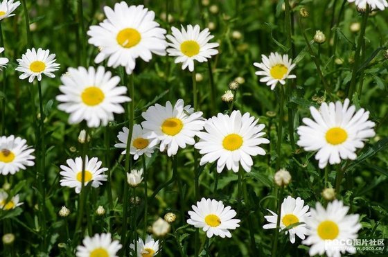 Feverfew Plant Extract Powder 0.3% - 0.8% Parthenolide Curing Fever Anti - Tumor