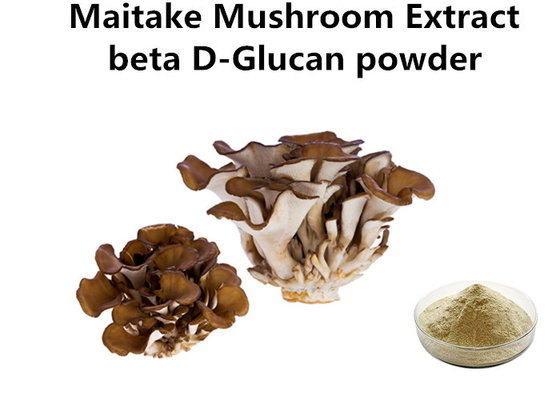 Food Grade Maitake Mushroom Polysaccharides Extract Light Yellow Fine Powder Anti - Cancer