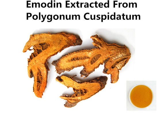 Natural Emodin Root Plant Extract Powder From Polygonum Cuspidatum As Laxative