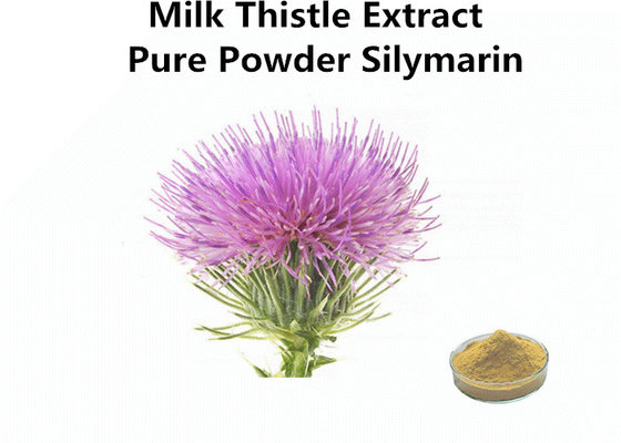 Light - Yellow Milk Thistle Plant Extract Powder Silymarin For Liver Protection