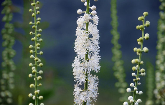 Pure Black Cohosh Root Extract For Menopause , Dark Brown Powder Natural Botanical Extracts