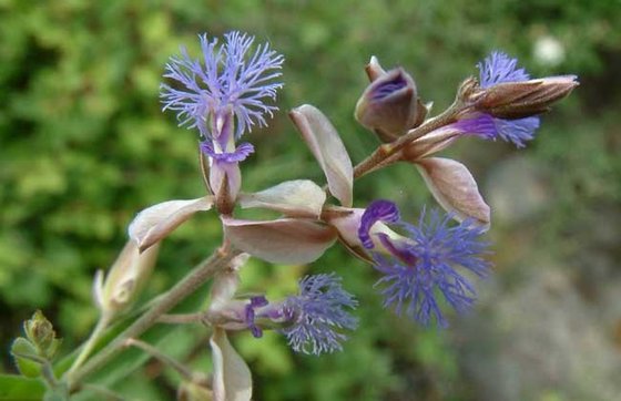 Radix Polygalae Natural Plant Extracts With 8% Total Saponins Anti - Depression