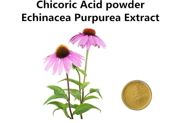Chicoric Acid Plant Extract Powder Echinacea Purpurea Extract Enhance Immunity
