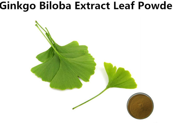 24% Flavone Glycosides Ginkgo Biloba Leaf Extract Powder For Pharmaceuticals