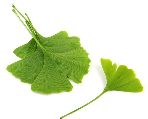 24% Flavone Glycosides Ginkgo Biloba Leaf Extract Powder For Pharmaceuticals