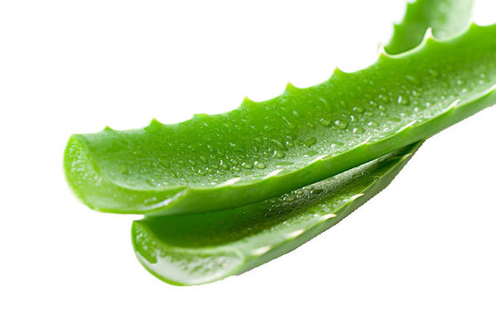Freeze Dried Aloe Vera Extract Powder Pure White Water Soluble Concentrate