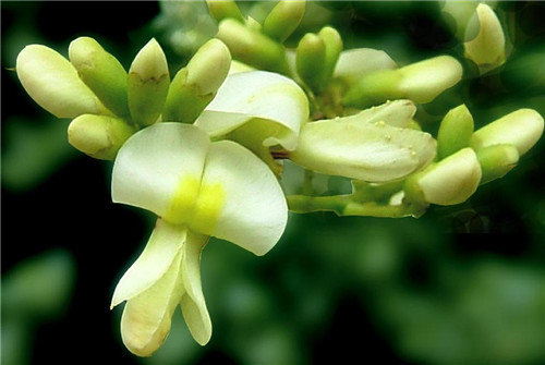 Sophora Japonica Flower Bud Monomer Powder Natural 95% Rutin Powder CAS 153 18 4