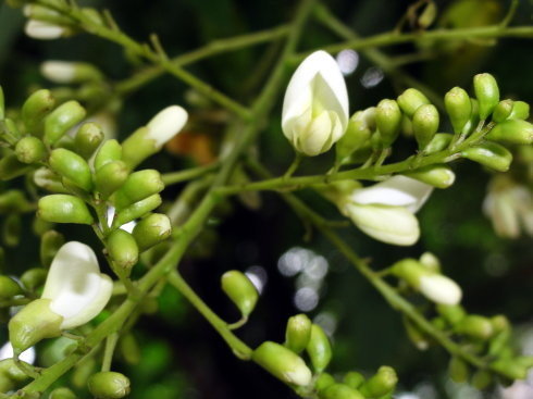 Sophora Japonica Flower Bud Monomer Powder Natural 95% Rutin Powder CAS 153 18 4