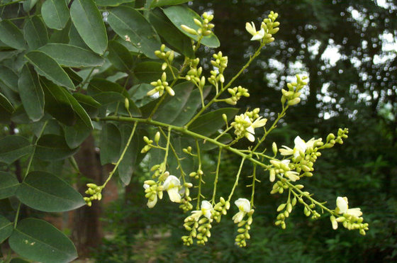 Sophora Japonica Flower Bud Monomer Powder Natural 95% Rutin Powder CAS 153 18 4