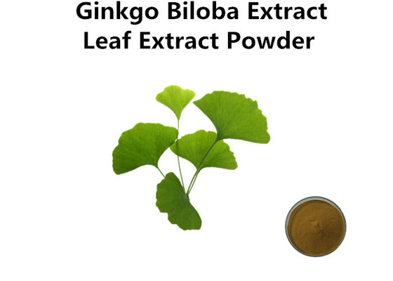 Natural Low Density Ginkgo Biloba Leaf Extract Powder Regulate Blood Lipids