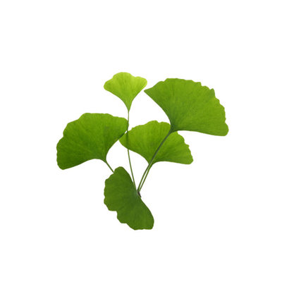 Natural Low Density Ginkgo Biloba Leaf Extract Powder Regulate Blood Lipids