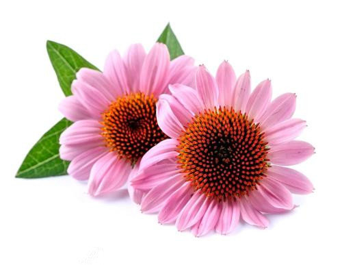 Chicoric Acid Plant Extract Powder Echinacea Purpurea Extract Enhance Immunity