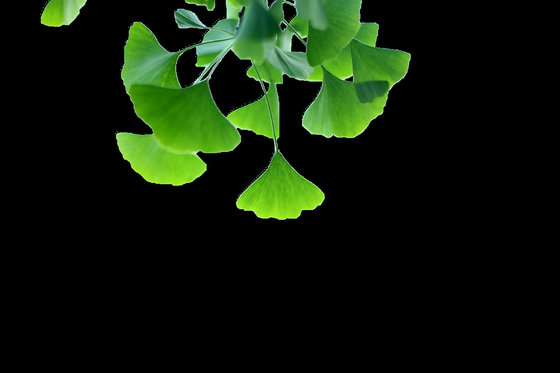 45 : 1 Pure Ginkgo Biloba Extract , Organic Ginkgo Biloba Powder Promoting Cerebral Blood Circulation