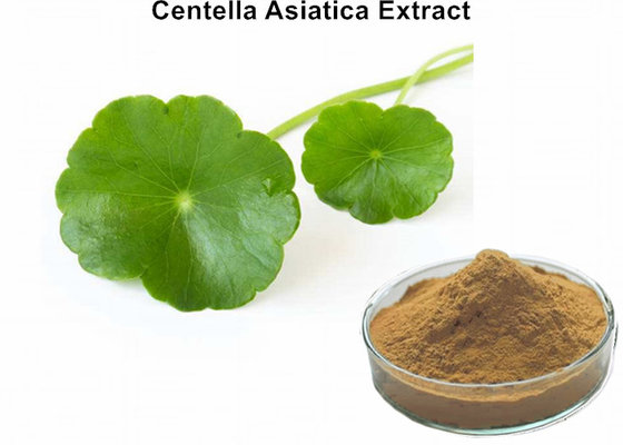 Centella Asiatica Leaf Extract Asiaticoside Promoting Healing , Entella Asiatica Extract Skin Care