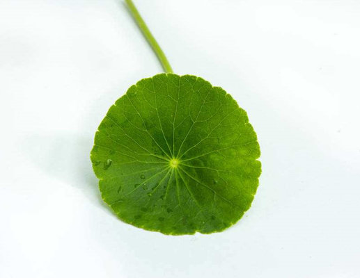 Centella Asiatica Leaf Extract Asiaticoside Promoting Healing , Entella Asiatica Extract Skin Care