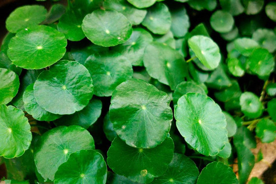 Centella Asiatica Leaf Extract Asiaticoside Promoting Healing , Entella Asiatica Extract Skin Care