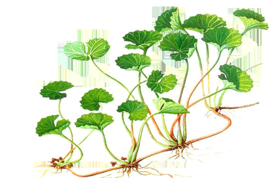 Centella Asiatica Leaf Extract Asiaticoside Promoting Healing , Entella Asiatica Extract Skin Care