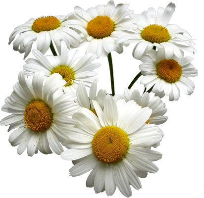 Feverfew Plant Extract Powder 0.3% - 0.8% Parthenolide Curing Fever Anti - Tumor