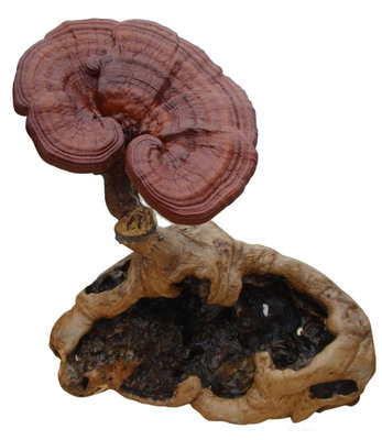 Red Reishi Mushroom Polysaccharides Extract Powder Supports Immune Health Function