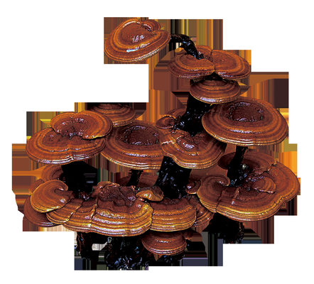 Red Reishi Mushroom Polysaccharides Extract Powder Supports Immune Health Function