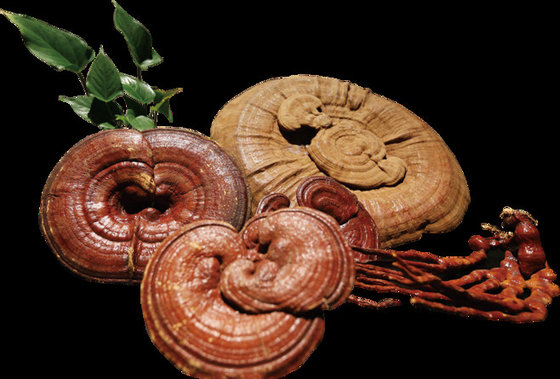 Red Reishi Mushroom Polysaccharides Extract Powder Supports Immune Health Function