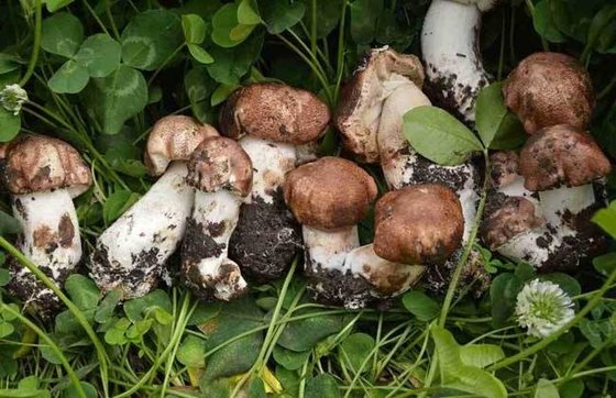 Agaricus Blazei Extract Promoting Hematopoiesis , Ji / Pine Medicinal Mushroom Powder