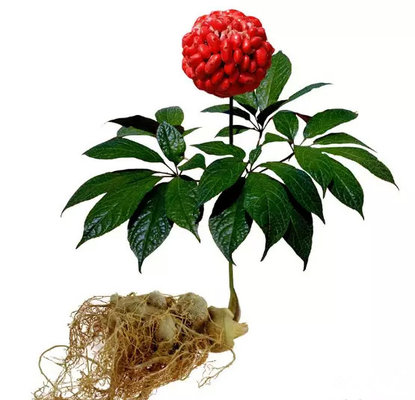 10% Sanchinosides Notoginseng Extract Powder , Natural Herbal Extracts Anti - Atherosclerosis