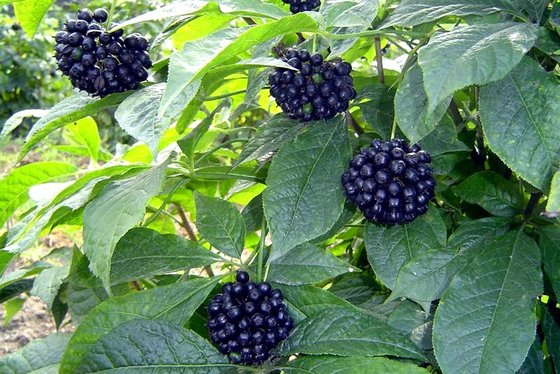Siberian Ginseng Root Extract Anti - Fatigue , Natural Plant Extracts Brown Powder