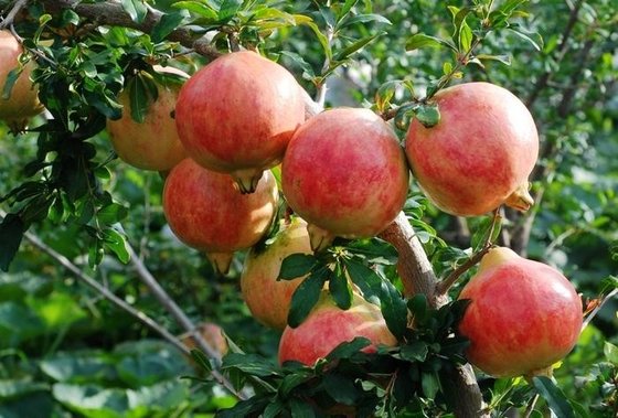 Pure Pomegranate Extract Powder , 30% Polyphenols Pomegranate Peel Powder For Skin