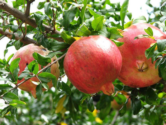 Pure Pomegranate Extract Powder , 30% Polyphenols Pomegranate Peel Powder For Skin