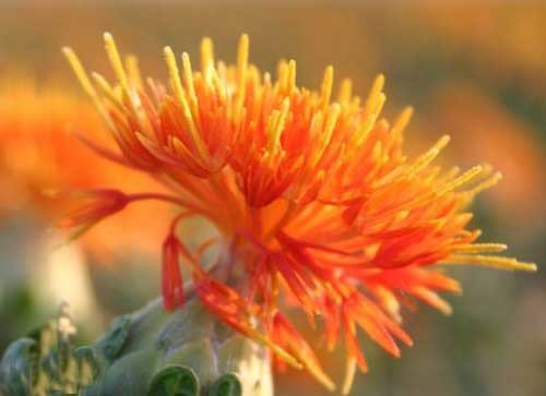 Safflower Natural Plant Extracts 4% Powder Carthamin Preventing Atherosclerosis