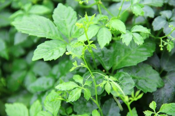Anti - Cancer Gynostemma Pentaphyllum Leaf Extract , Gynostemma Extract Powder Anti - Aging