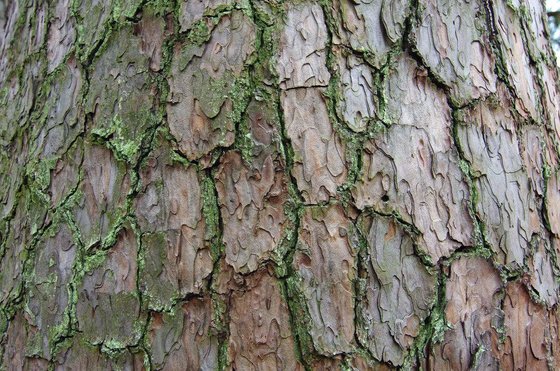 95% Proanthocyanidins Anthocyanin Extract Powder Pine Bark Extract Preventing Angiocardiopathy