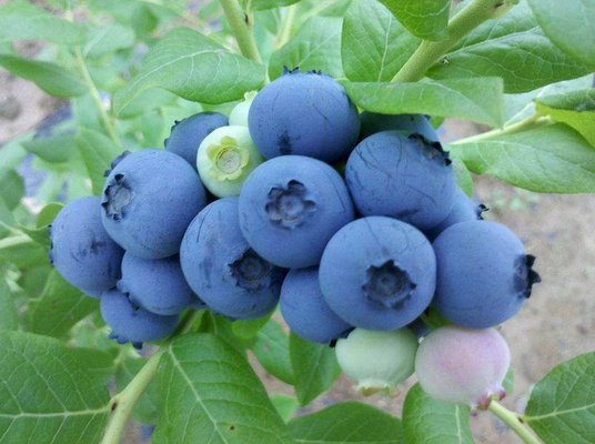 Anti - Oxidant Anthocyanin Extract Powder Deep Purple Protecting Eyesight