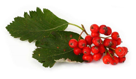 Black Chokeberry Extract Powder, Aronia Berry Extract Lowering Blood Sugar