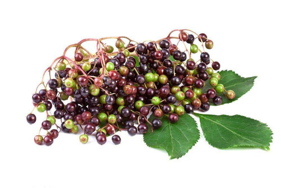 Elderberry Fruit Anthocyanin Extract Powder 25% Anthocyanins UV Diuretic And Stop Bleeding